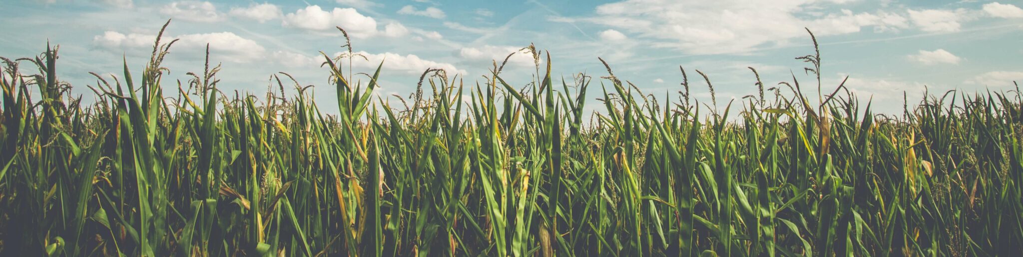 Potash – Process Modelling for a Growing Industry - SysCAD